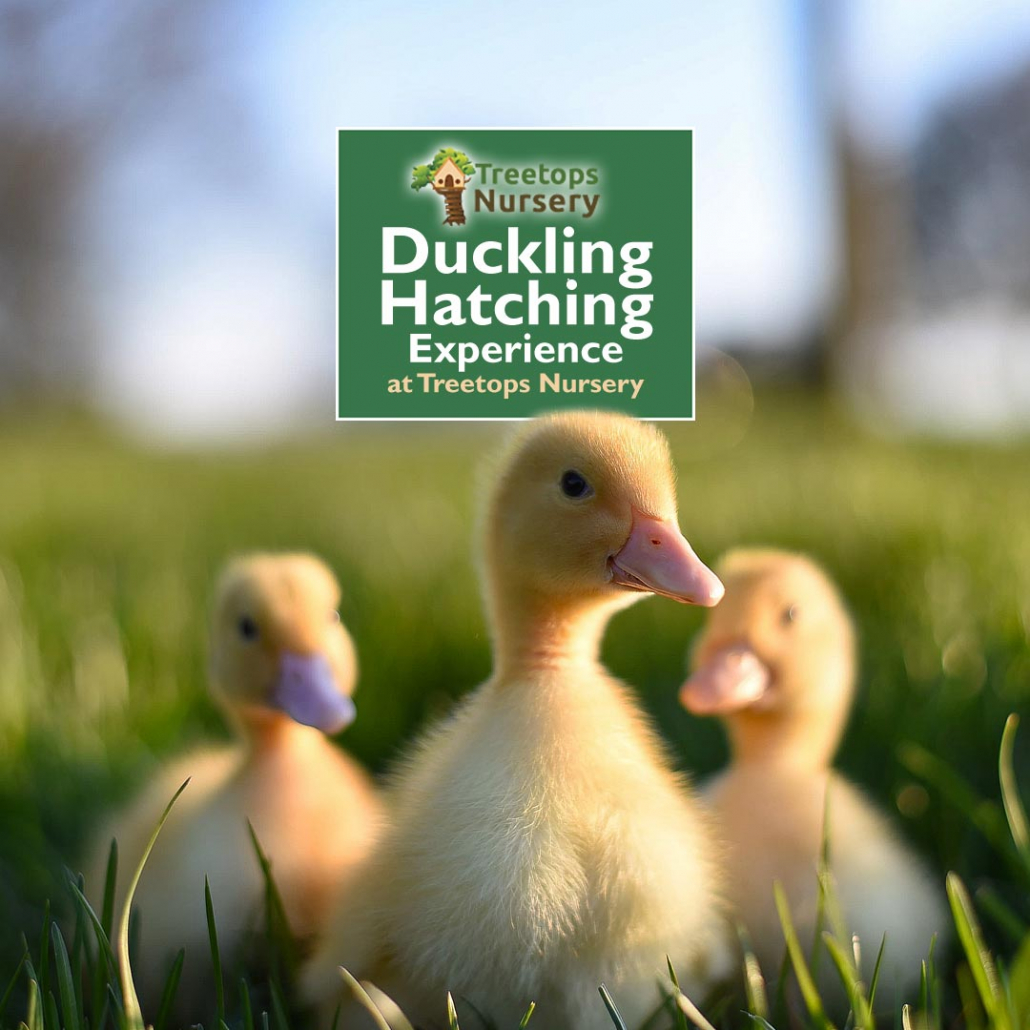 Bird Feeder Making Activity for Kids: Fun, Educational & Good for Birds